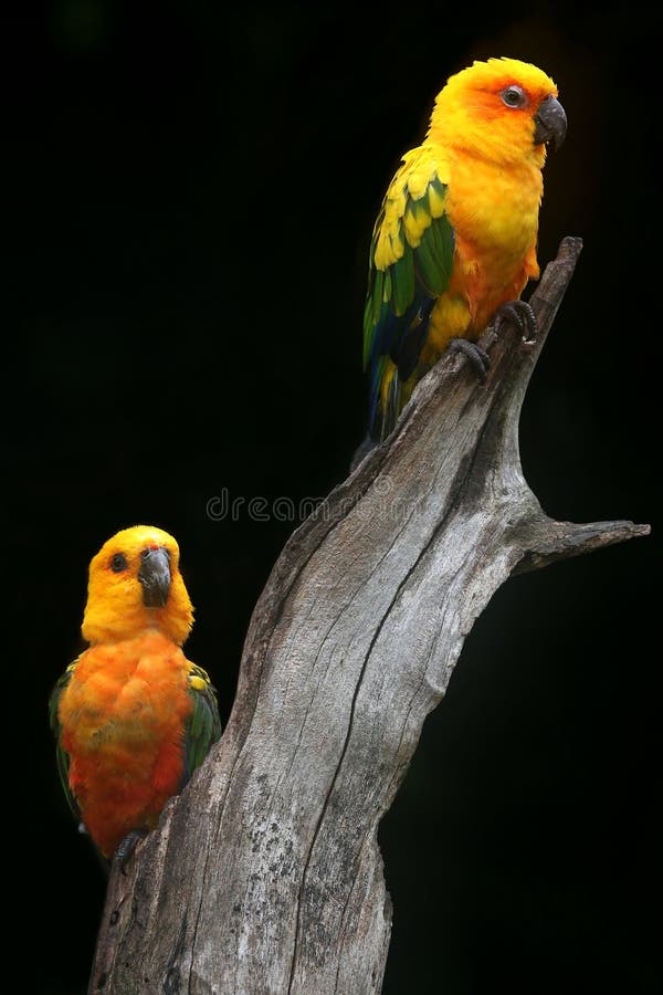 Conure Parrot Pair stock photo. Image of wildlife, exotic - 36557766