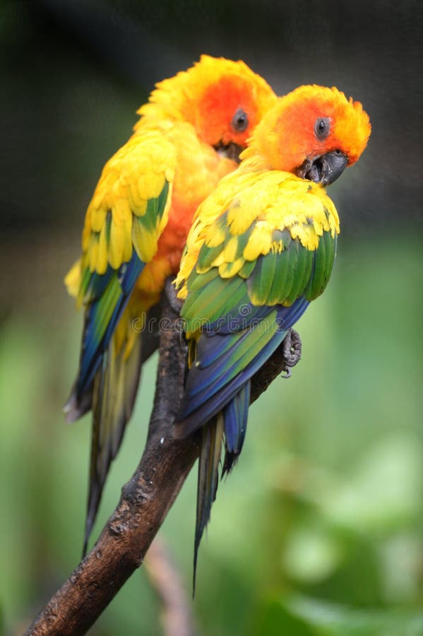 Sun Conures stock image. Image of wildlife, wild, paradise - 4005957