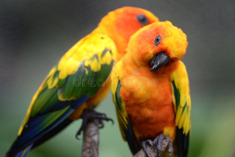Sun Conures stock image. Image of wildlife, wild, paradise - 4005957