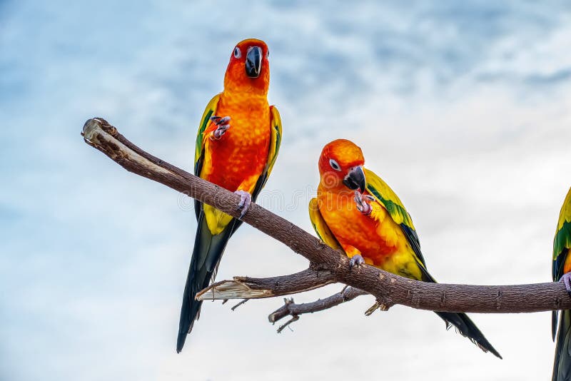 Conure Rainbow Stock Photos - Free & Royalty-Free Stock Photos from ...