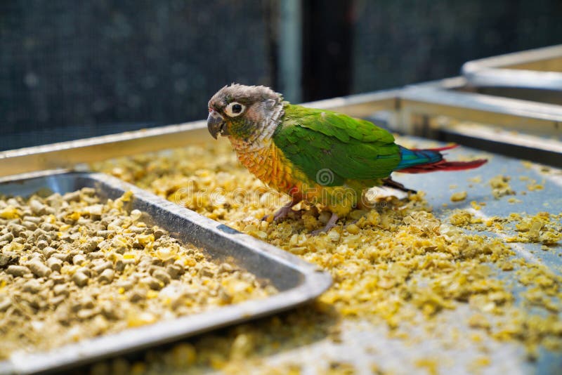 Conures - a Variety of Weakly Expressed by a Group of Parrots of Small ...