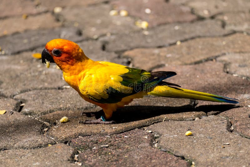 Conuro immagine stock. Immagine di pertica, sole, pappagallo - 112665371