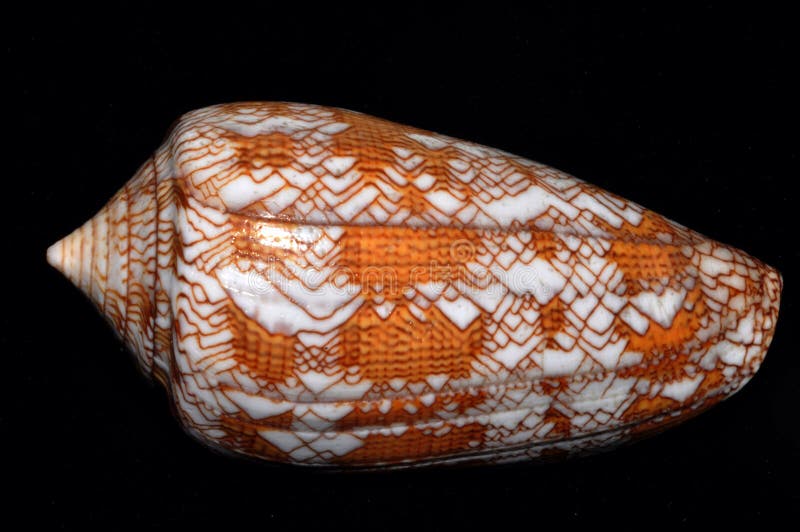 Conus Aureus Shell Seashell Stock Image - Image of black, shells: 339460769