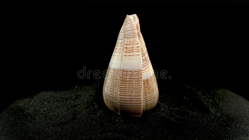 Conus Figulinus Seashell on a Black Sand HD Stock Video - Video of ...