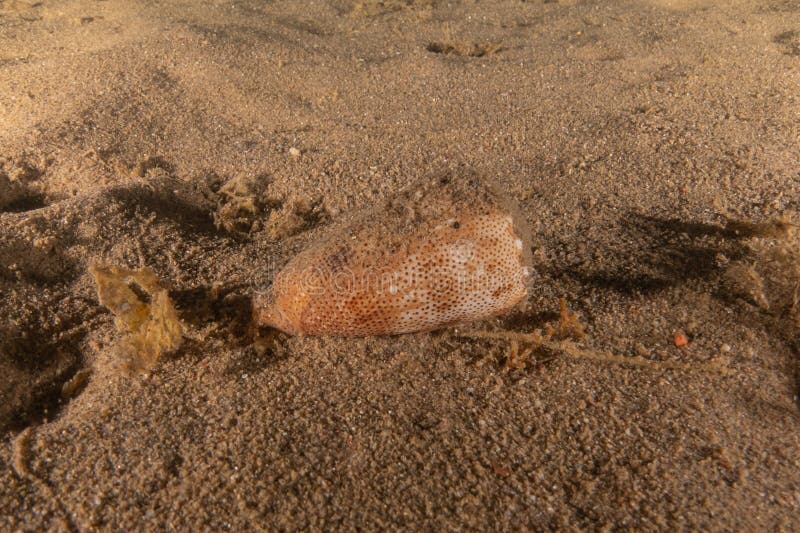 Conus Textile on the Seabed in the Red Sea, Eilat Israel Stock Image ...