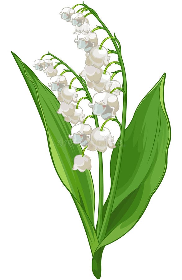 Convallaria stock illustration. Illustration of season - 85086393