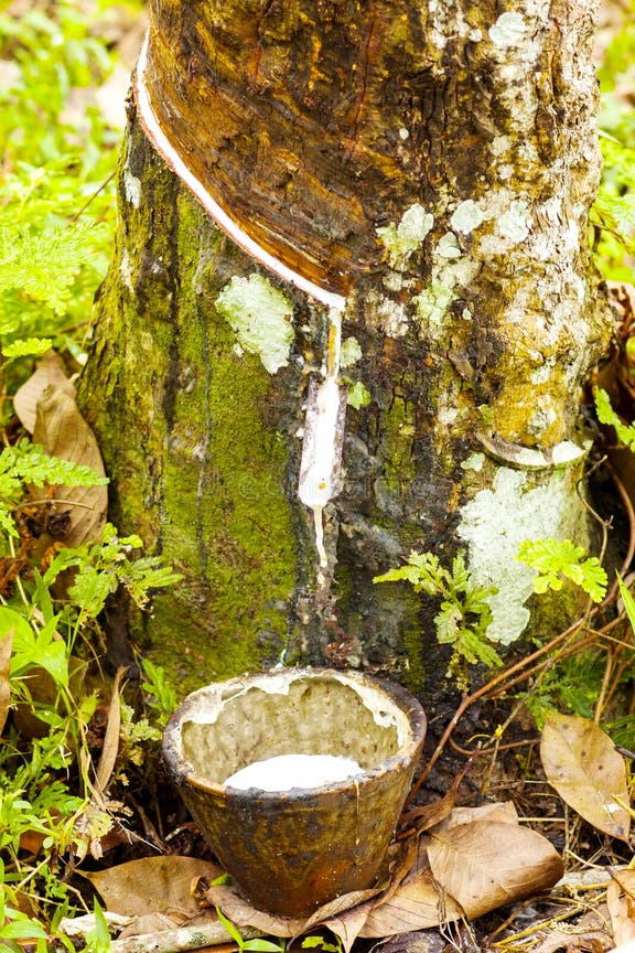 Conventional rubber tab stock image. Image of crop, farm - 38875919