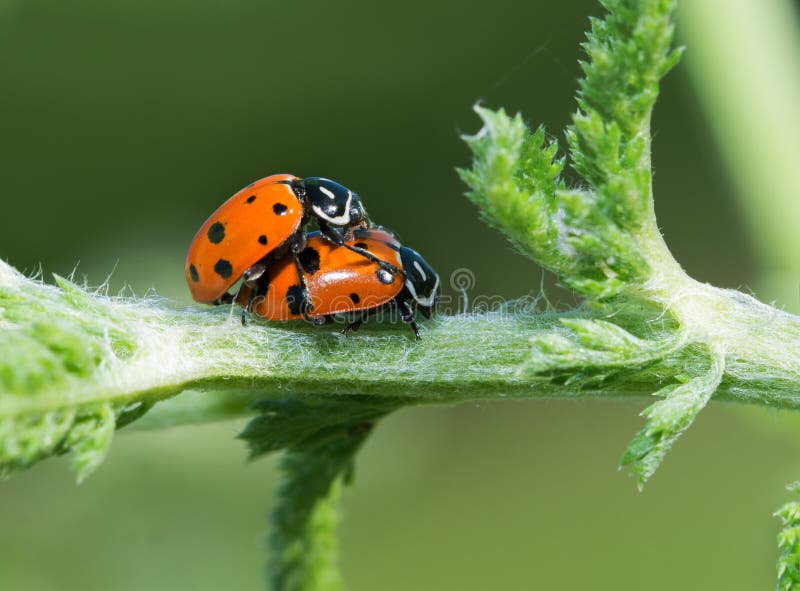 Mating lady bug stock image. Image of biology, grass - 13754037