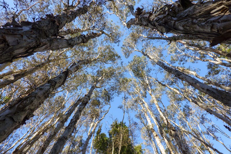 Converging Eucalyptus Trees Stock Photos - Free & Royalty-Free Stock ...