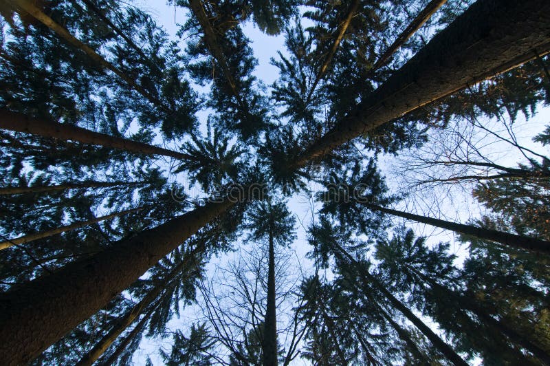 Converging Trees stock photo. Image of nature, trees, converging - 9220698