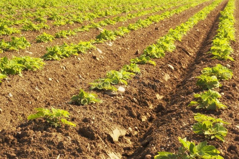 Growing crop stock photo. Image of vegetables, high - 118277408