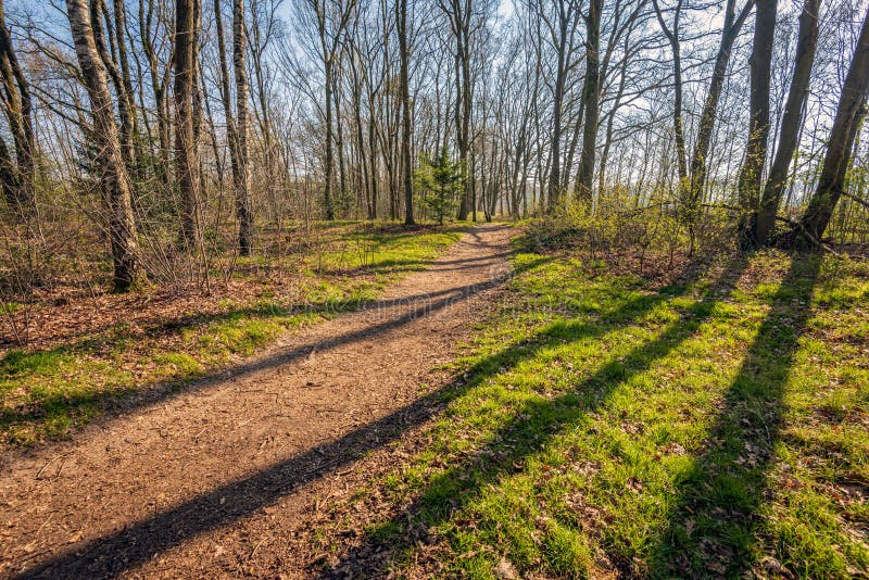 Converging Shadows of Trees in a Forest Stock Image - Image of abstract ...