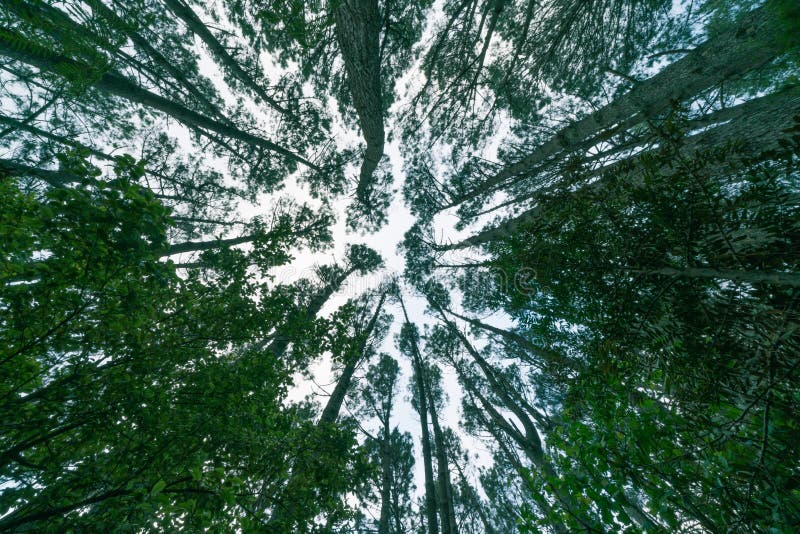 Converging Trees stock photo. Image of nature, trees, converging - 9220698