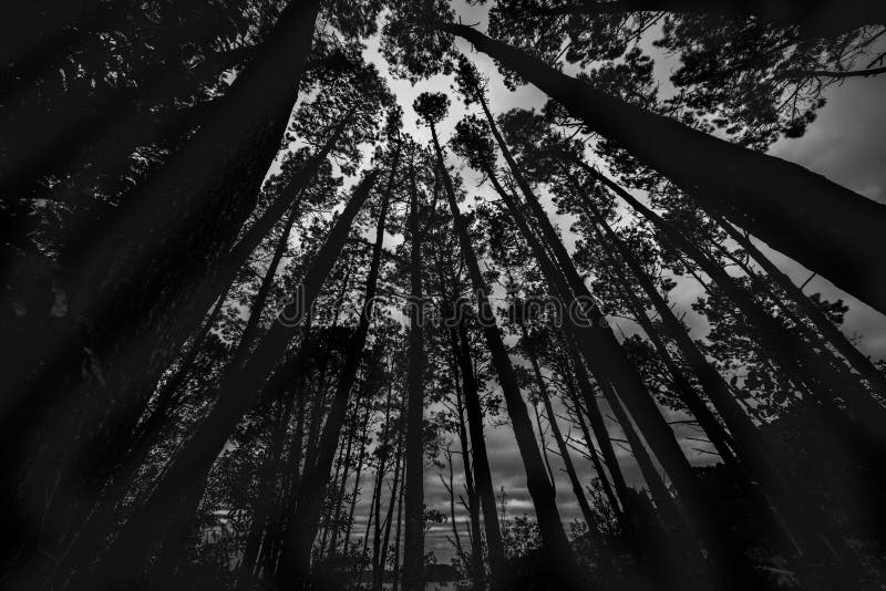 Converging Trees stock photo. Image of nature, trees, converging - 9220698