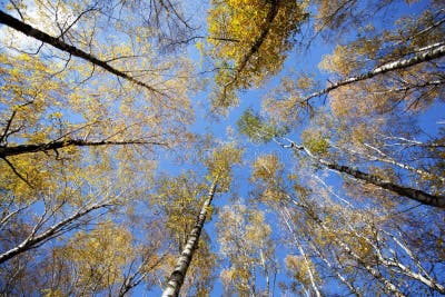 Converging at the Top of the Trees Stock Image - Image of lush, fresh ...