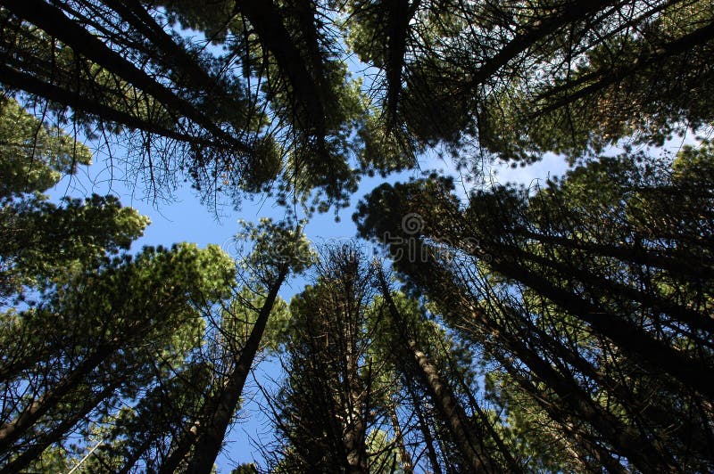 Converging Trees stock photo. Image of nature, trees, converging - 9220698
