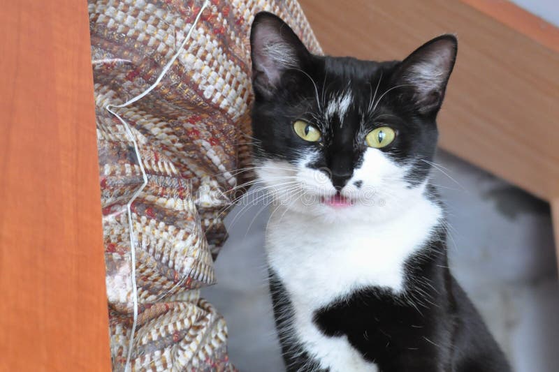 Speaking cat stock image. Image of copy, mammal, saying - 23979125