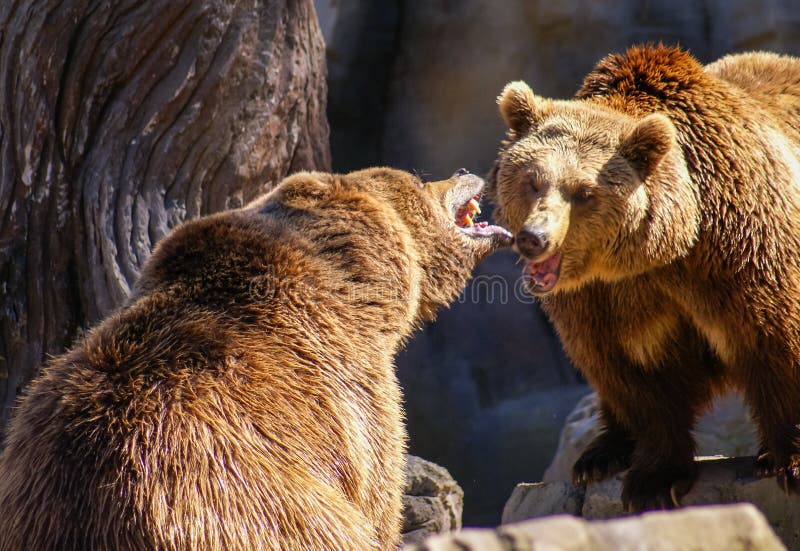 Conversation between Two Bears Stock Photo - Image of fauna, paws: 58866012