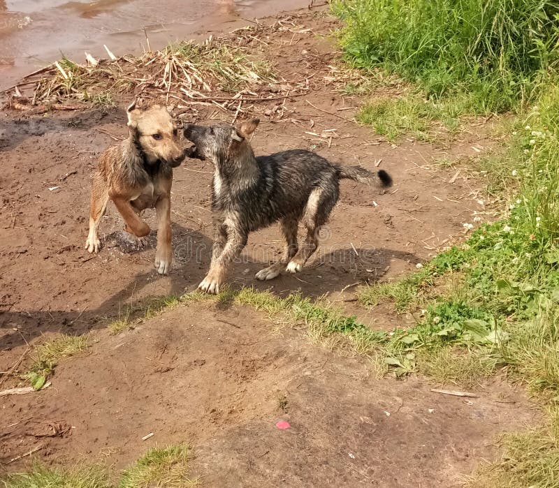 A Conversation between Two Dogs Stock Photo - Image of animals, dogs ...