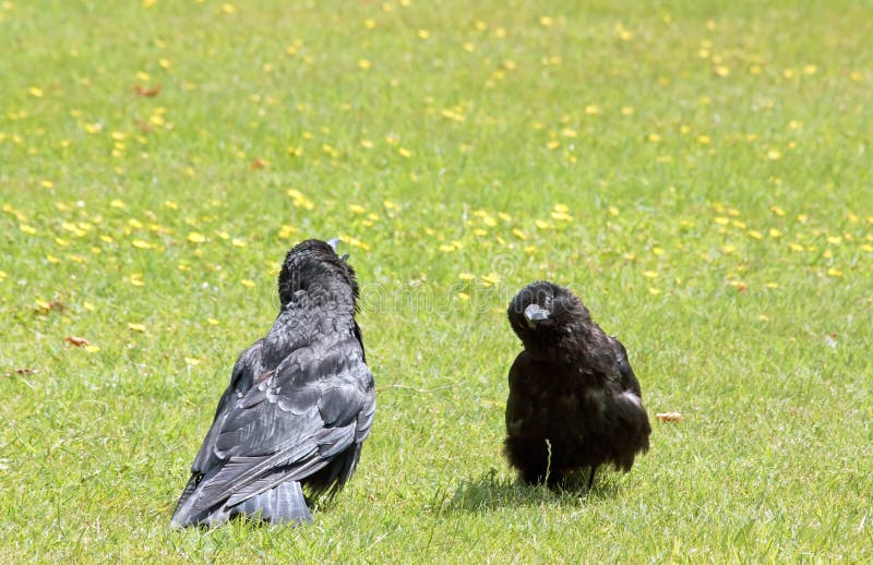 Conversation of two crows. stock photo. Image of forest - 99067236