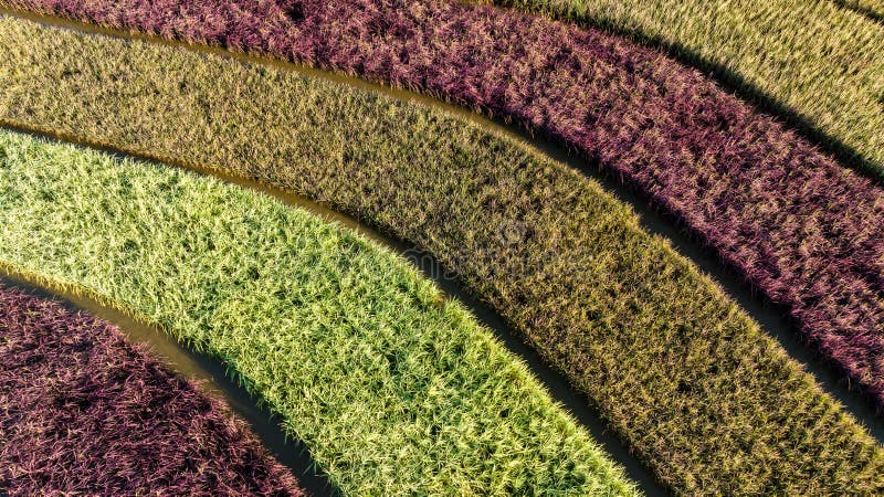 Converting Demonstration Plot Rows of Riceberry Rice in High Angle View ...