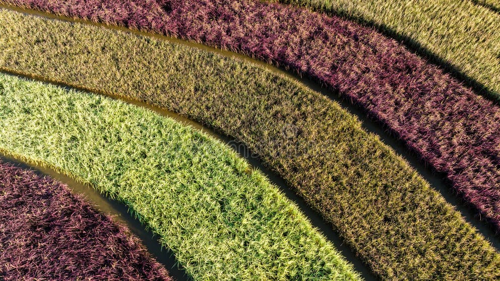 Converting Demonstration Plot Rows of Riceberry Rice in High Angle View ...