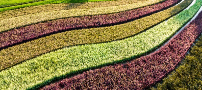 Converting Demonstration Plot Rows of Riceberry Rice in High Angle View ...