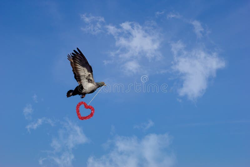 Convey Love Flying Dove Stock Photos - Free & Royalty-Free Stock Photos ...