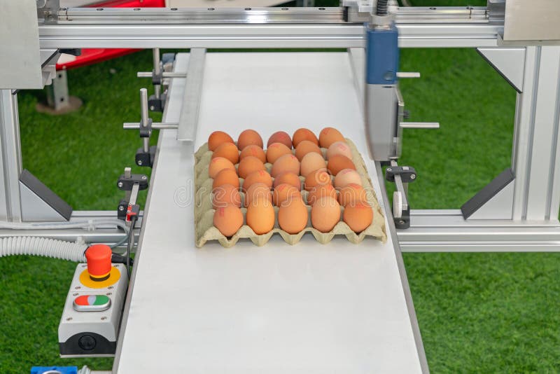 Date Code Egg Print stock photo. Image of conveyor, production - 223739520