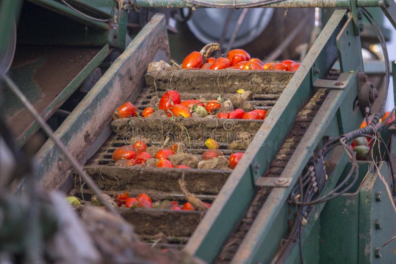 113 Conveyor Belt Tomato Stock Photos - Free & Royalty-Free Stock ...