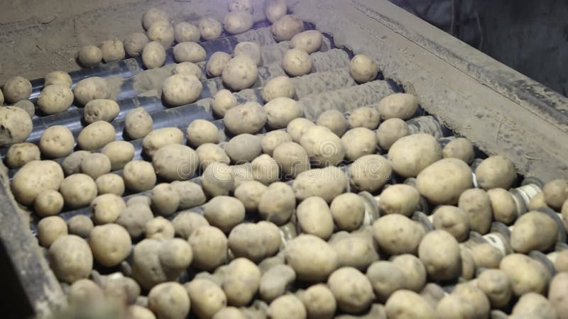 Potatoes Cleaning Sorting Grading Line, Potatoes on Conveyor Belt ... Potatoes Cleaning Sorting Grading Line, Potatoes on Conveyor Belt ...