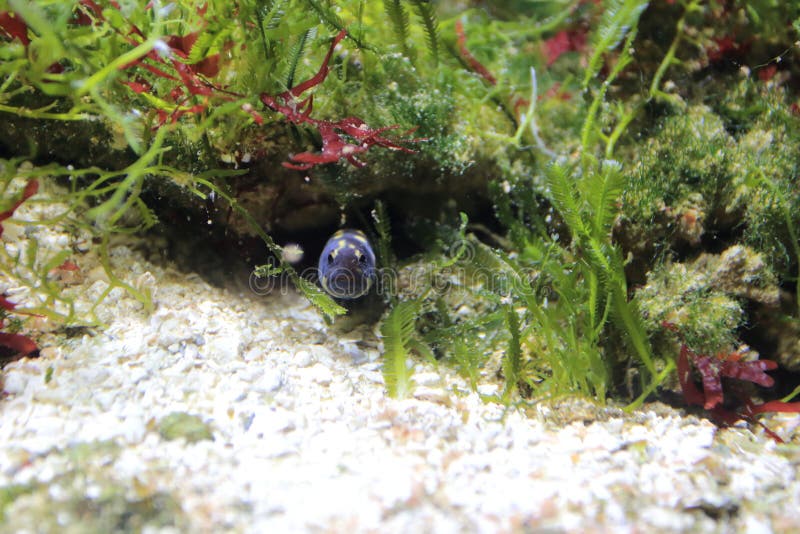 Convict Blenny Fish Pholidichthys Leucotaenia Stock Photo - Image of ...