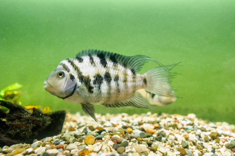 Convict Cichlid (Zebra Cichlid) Stock Photo - Image of fish ...