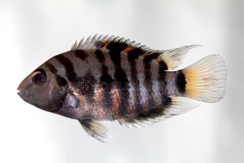 Convict Cichlid (Zebra Cichlid) Stock Photo - Image of aquarium, zebra ...