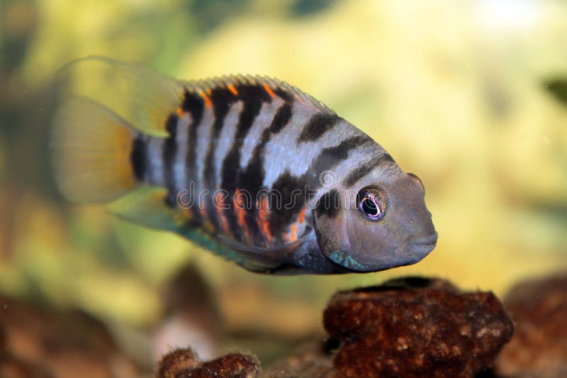 Convict Cichlid (Zebra Cichlid) Stock Photo - Image of fish ...