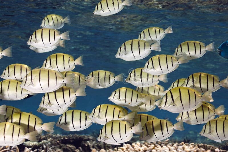 Surgeon Fish and Coral of Red Sea Stock Image - Image of travel, egypt ...