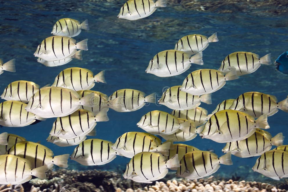 Convict Surgeon Fish Acanthurus Triostegus Shoal Stock Photo - Image of ...