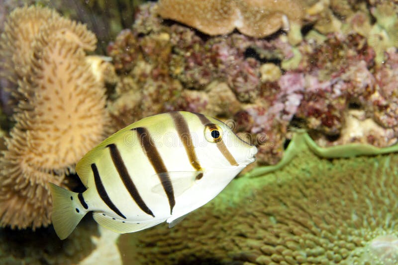 Convict Tang (manini) stock image. Image of reef, triostegus - 22618861