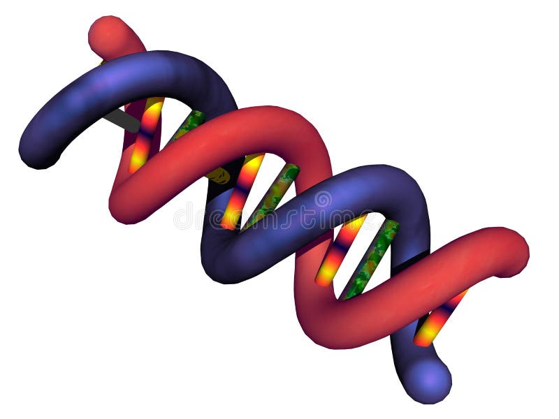 Convoluted double helix stock illustration. Illustration of structure ...