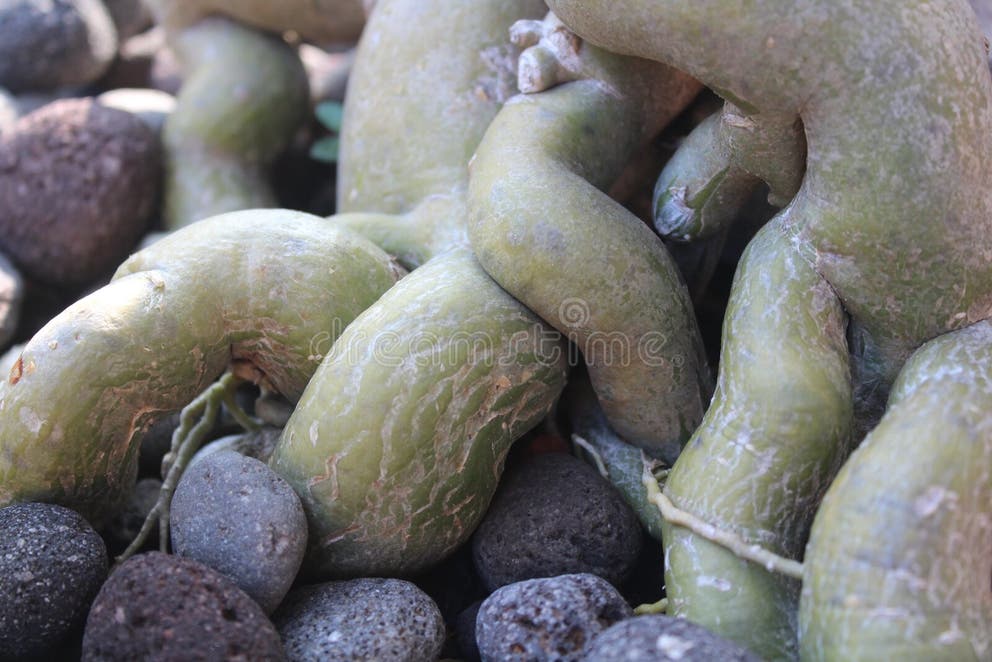 The Convoluted Roots of the Frangipani Tree Stock Photo - Image of crop ...