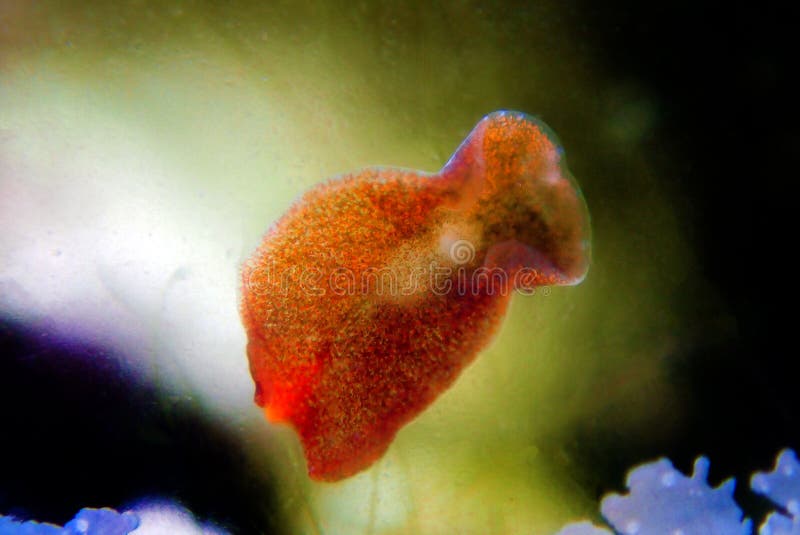 Red Planaria Flatworms - Convolutriloba Retrogemma Stock Image - Image ...