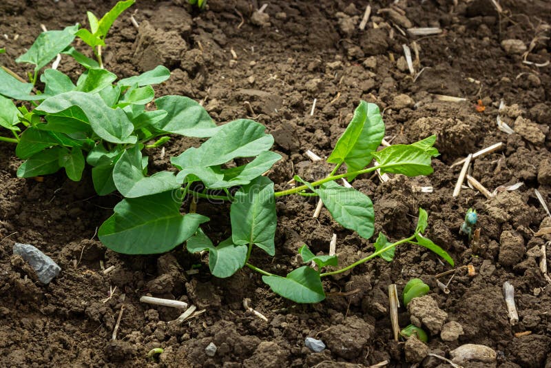 Convolvulus Arvensis Grows and Blooms in the Field Stock Image - Image ...