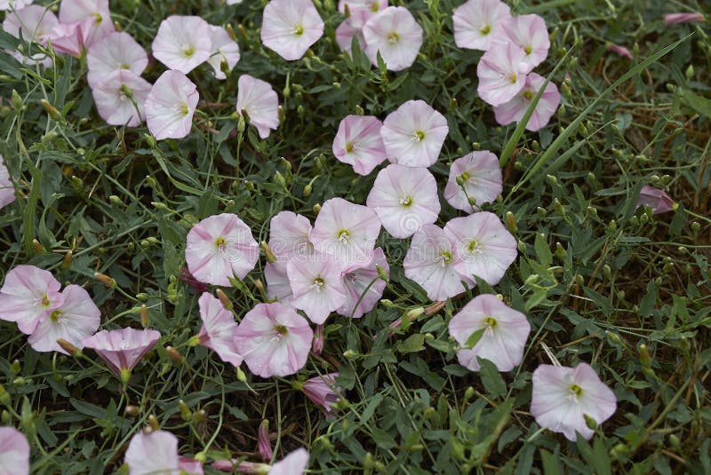 Convolvulus Arvensis Plant in Bloom Stock Image - Image of plant, road ...