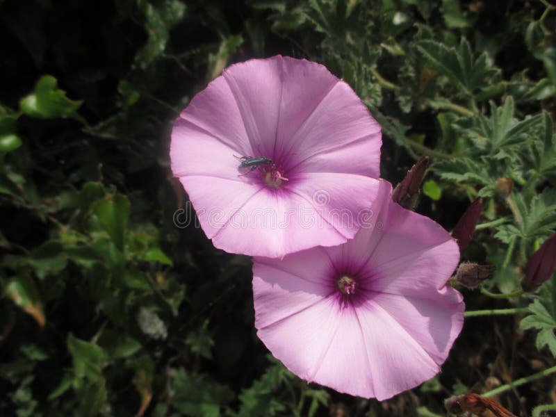 Convolvulus stock photo. Image of flower, nature, science - 54036870