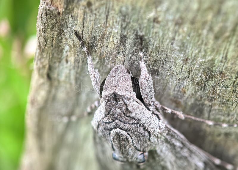 Convolvulus Eagle Moth ( Agrius Convolvuli ) Stock Photo - Image of ...