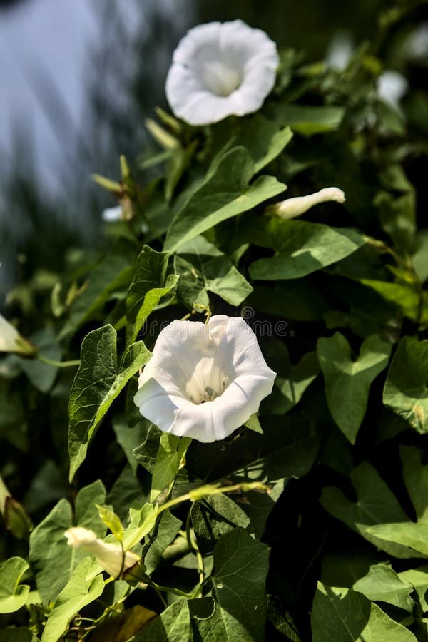 Convolvulus Flowers Seen Up Close Stock Image - Image of bloom ...