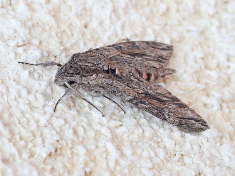 Convolvulus Hawk-moth, Agrius Convolvuli. on Wall. Profile. Stock Photo ...