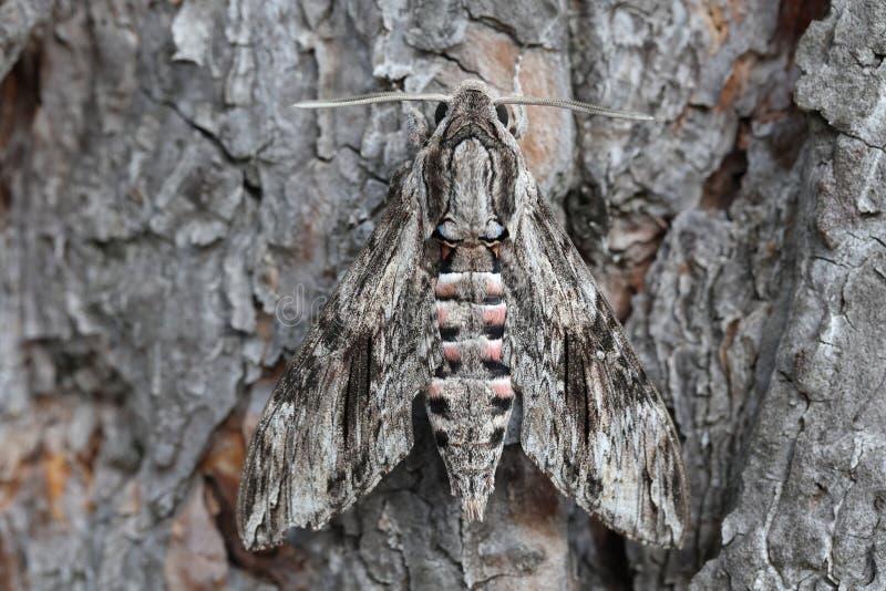 Convolvulus Hawk-moth Hiding at the Bark of a Pine Tree Stock Image ...