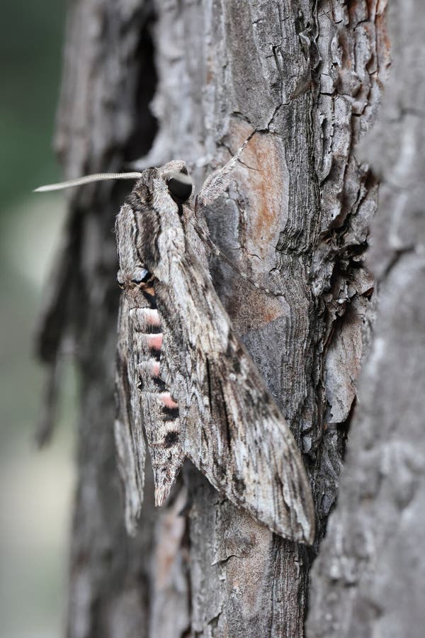Convolvulus Hawk-moth Hiding at the Bark of a Pine Tree Stock Image ...