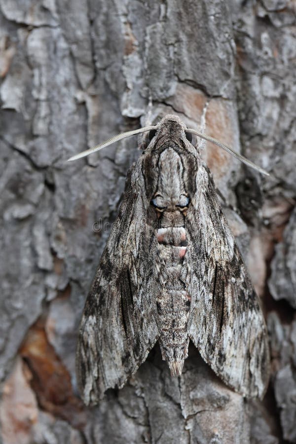 Convolvulus Hawk-moth Hiding at the Bark of a Pine Tree Stock Image ...